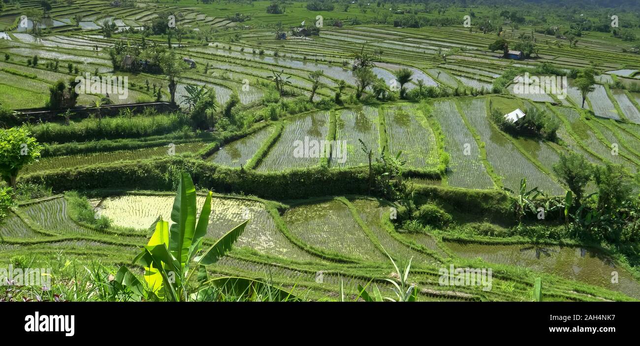 Close up panning shot grass hi-res stock photography and images - Alamy