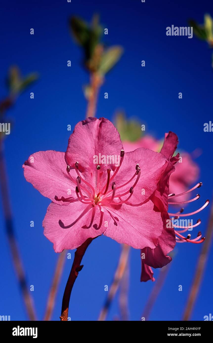 Rhododendron mucronulatum, Ericaceae, decidous Azalea, shurbs, flower ...