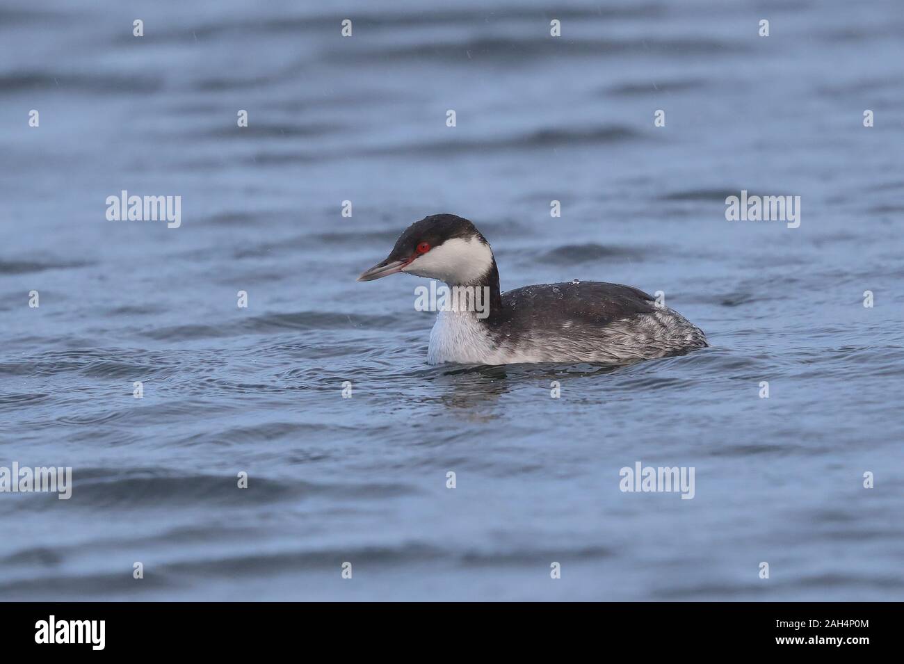 Winter grebes uk hi-res stock photography and images - Alamy