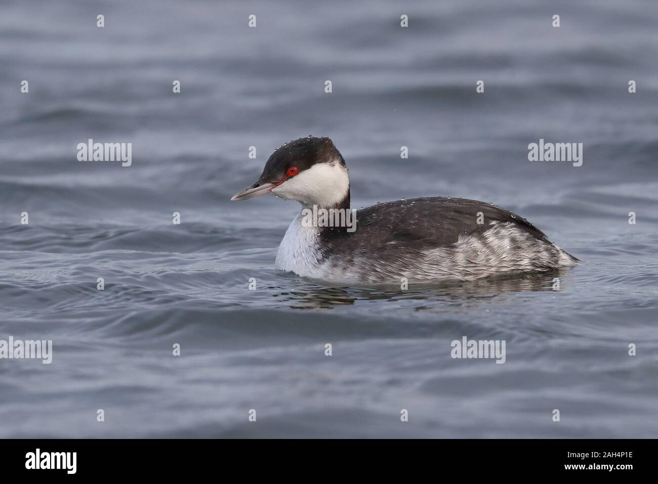 Winter grebes uk hi-res stock photography and images - Alamy