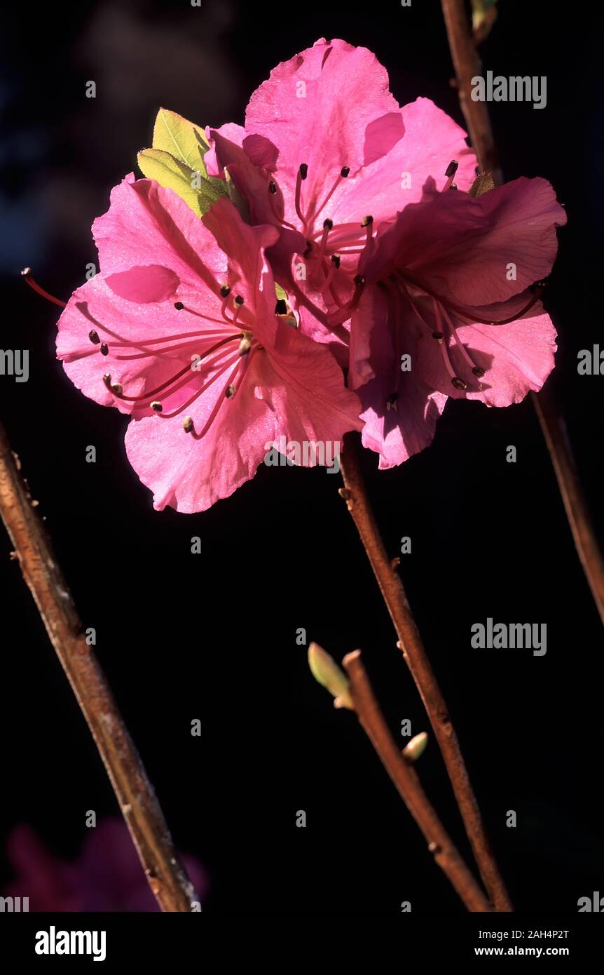 Rhododendron mucronulatum, Ericaceae, decidous Azalea, shurbs, flower ...