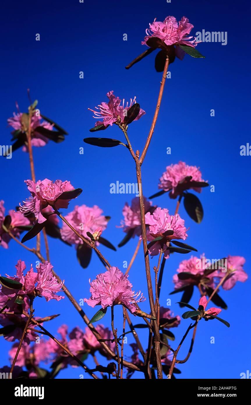 Rhododendron dauricum; Ericaceae, deciduos or semi-evergreen shurbs ...