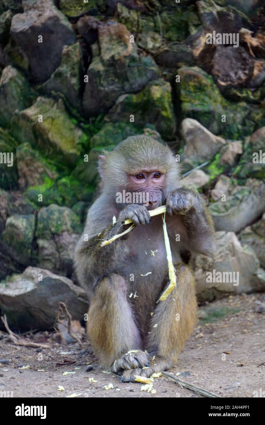 MELBOURNE, AUSTRALIA -14 JUL 2019- A baby baboon monkey in captivity at ...