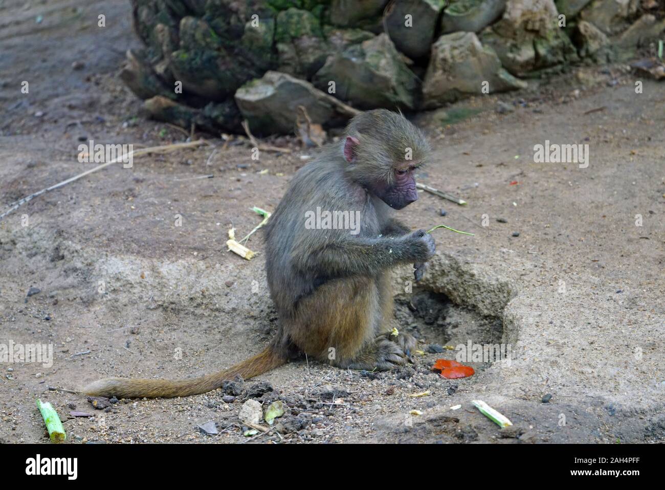 MELBOURNE, AUSTRALIA -14 JUL 2019- A baby baboon monkey in captivity at ...