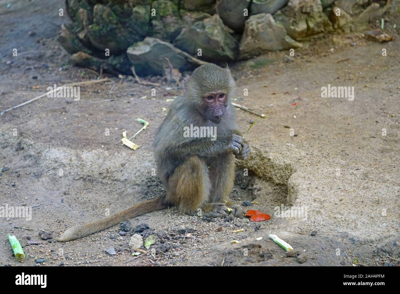 MELBOURNE, AUSTRALIA -14 JUL 2019- A baby baboon monkey in captivity at ...