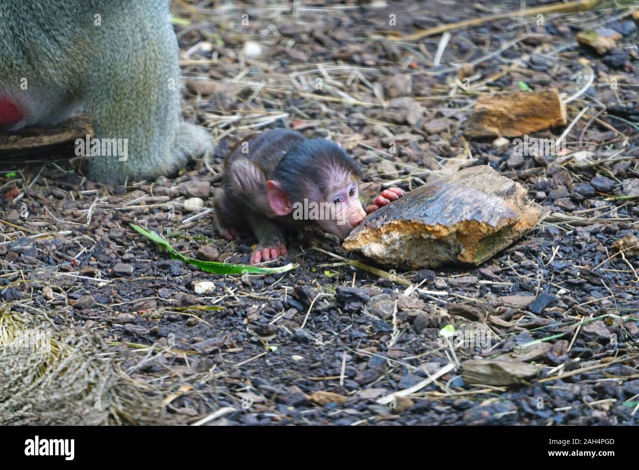 MELBOURNE, AUSTRALIA -14 JUL 2019- A baby baboon monkey in captivity at ...