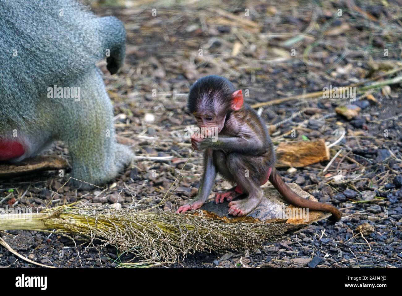 MELBOURNE, AUSTRALIA -14 JUL 2019- A baby baboon monkey in captivity at ...