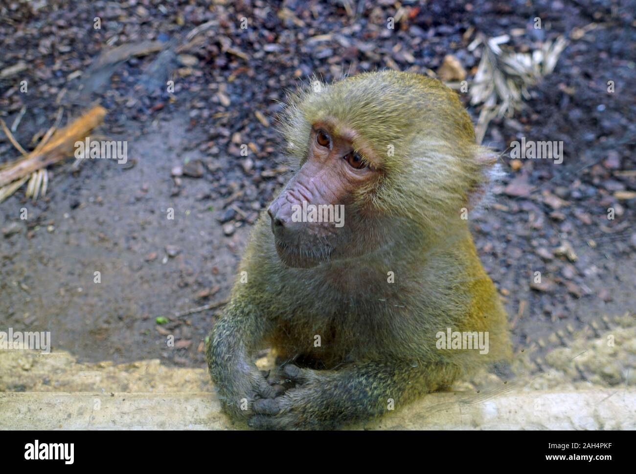 MELBOURNE, AUSTRALIA -14 JUL 2019- A baby baboon monkey in captivity at ...