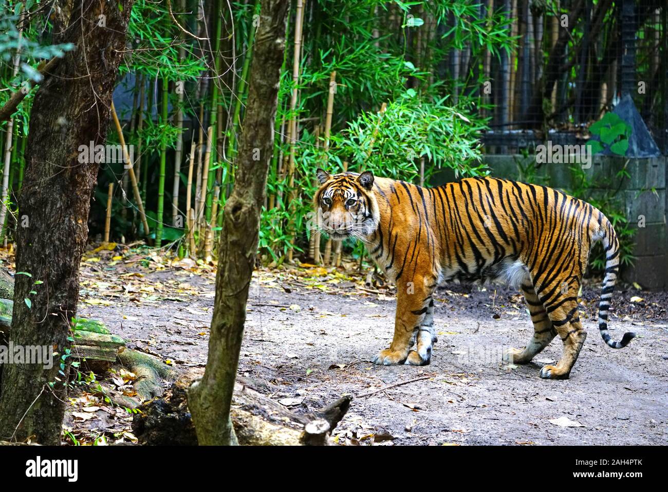 MELBOURNE, AUSTRALIA -14 JUL 2019- View of a Sumatran tiger in ...