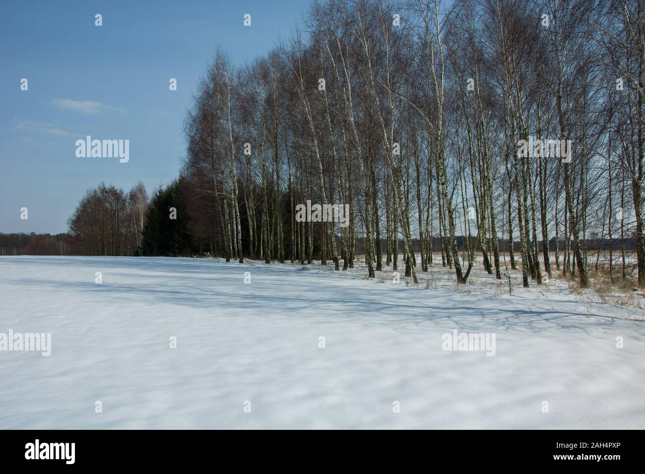 Birch forest in winter, snowy day Stock Photo - Alamy