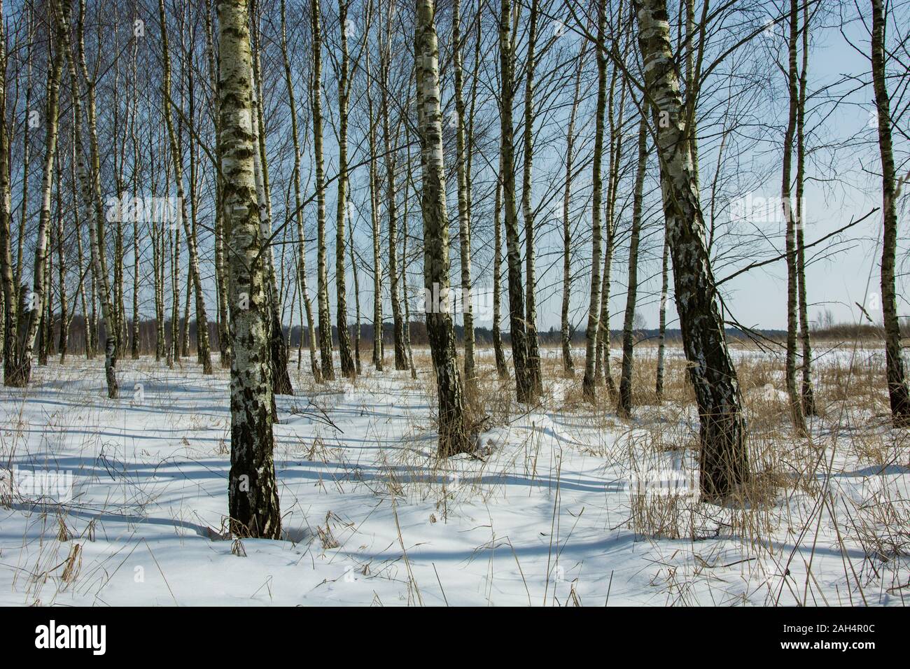 Birch trees in winter hi-res stock photography and images - Alamy