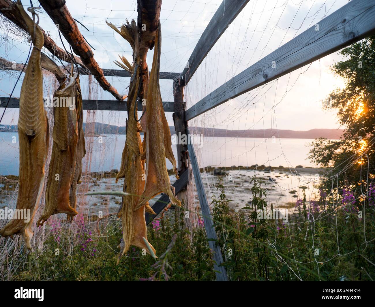 Fish drying on frame hi-res stock photography and images - Alamy