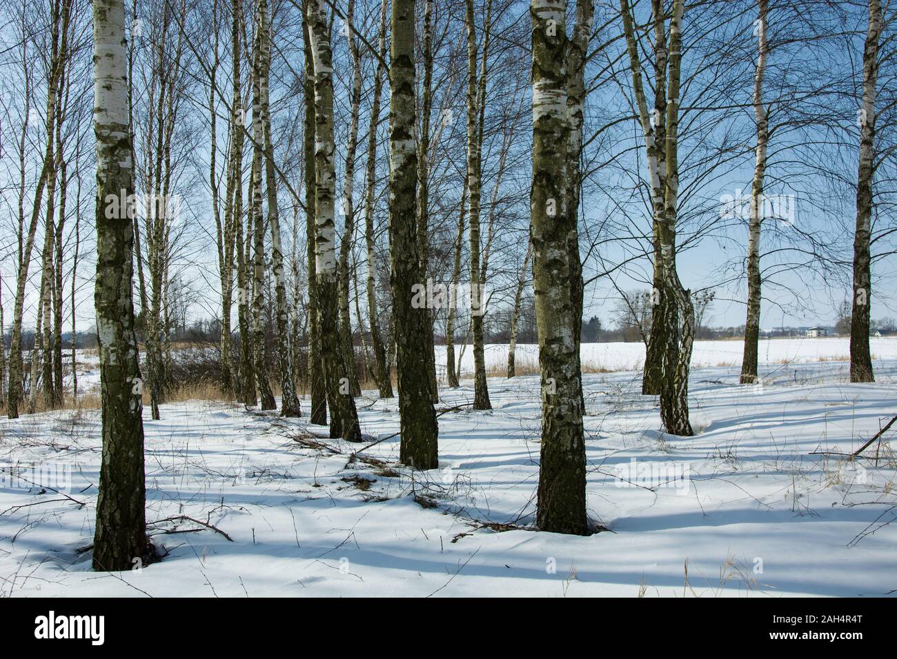 Birch copse hi-res stock photography and images - Alamy