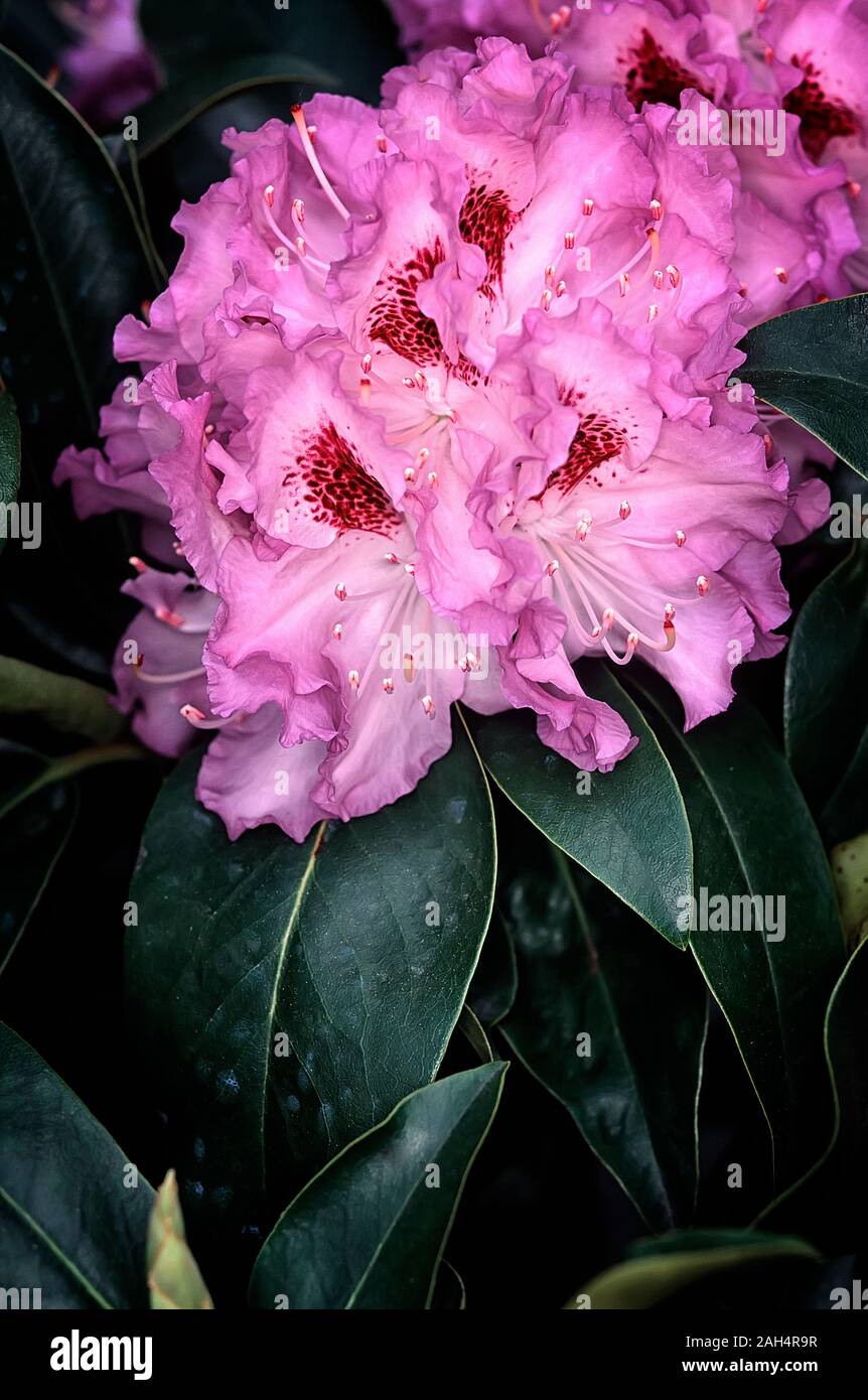 Rhododendron cv. Blue Peter; Ericaceae, evergreen shurbs, hybrid ...