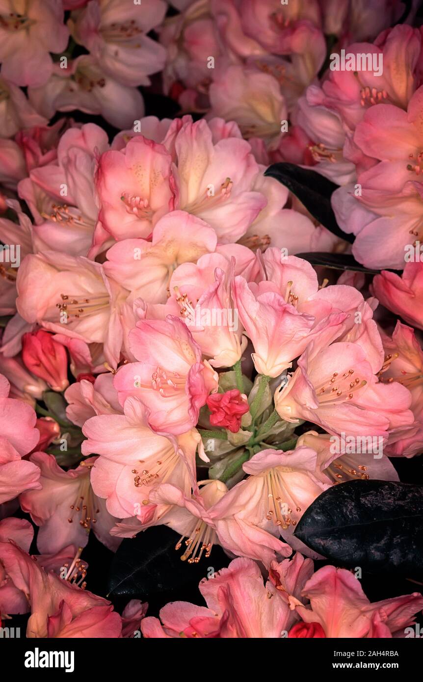 Rhododendron percy wiseman hi-res stock photography and images - Alamy