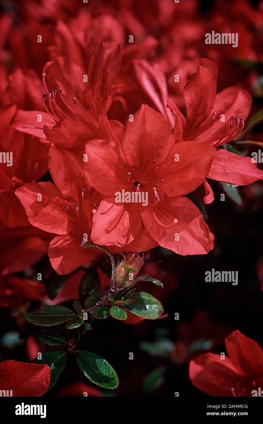 Rhododendron cv. Addy Wery; Ericaceae, evergreen shurbs, Evergreen ...