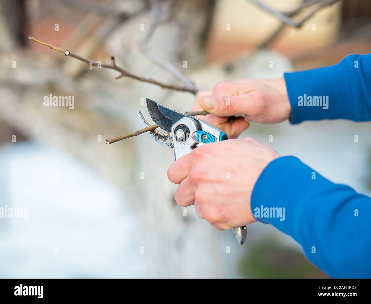 Prune shrub hands hi-res stock photography and images - Alamy