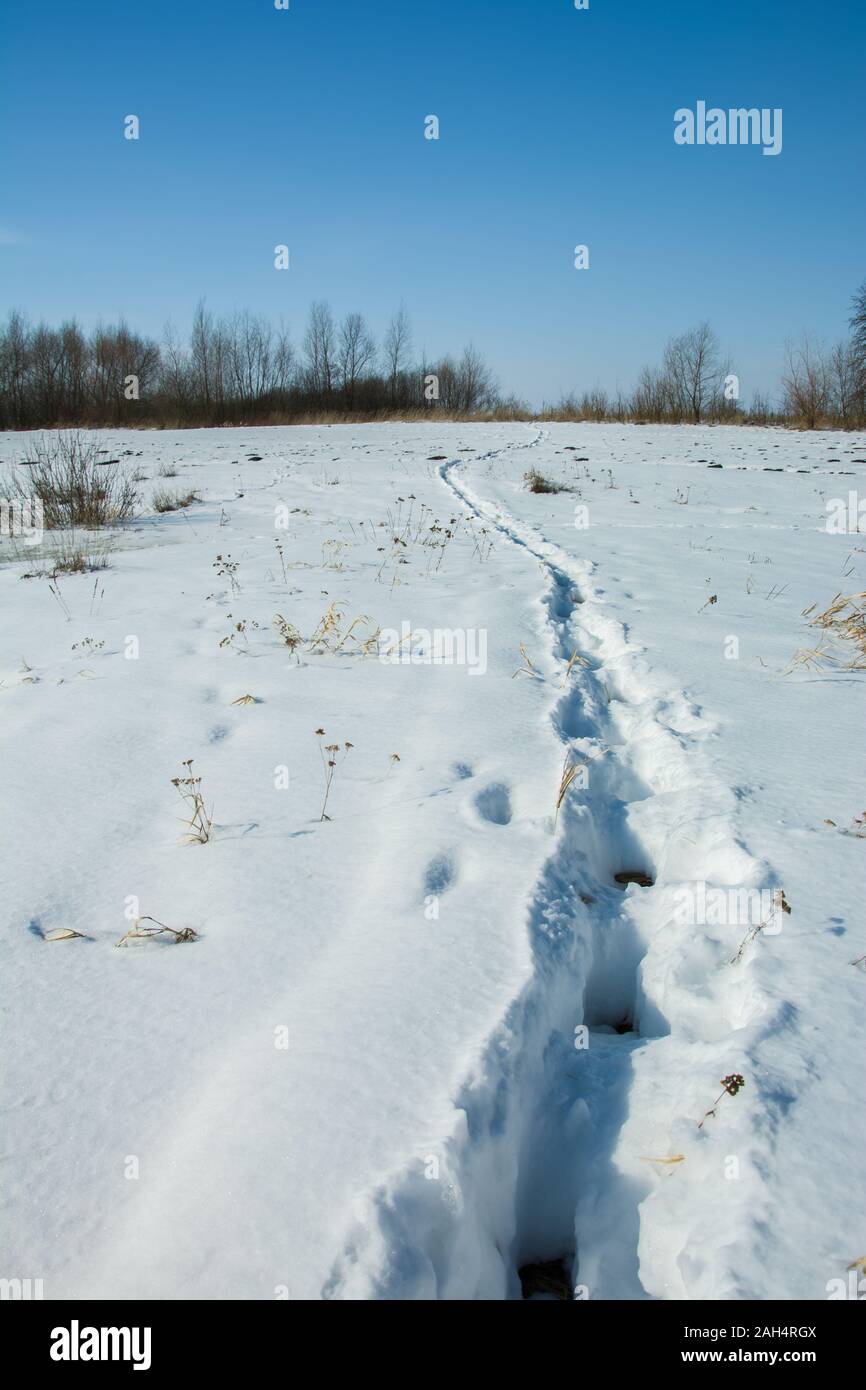 Sunny animals hi-res stock photography and images - Alamy