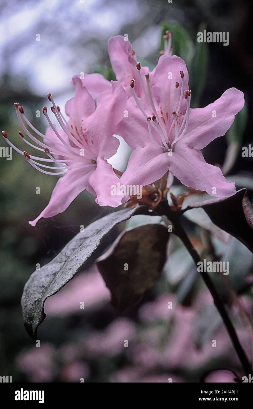 Rhododendron davidsonianum hi-res stock photography and images - Alamy