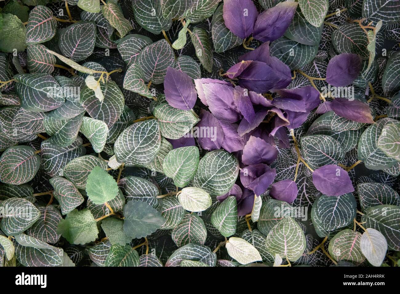Perilla in garden hi-res stock photography and images - Alamy
