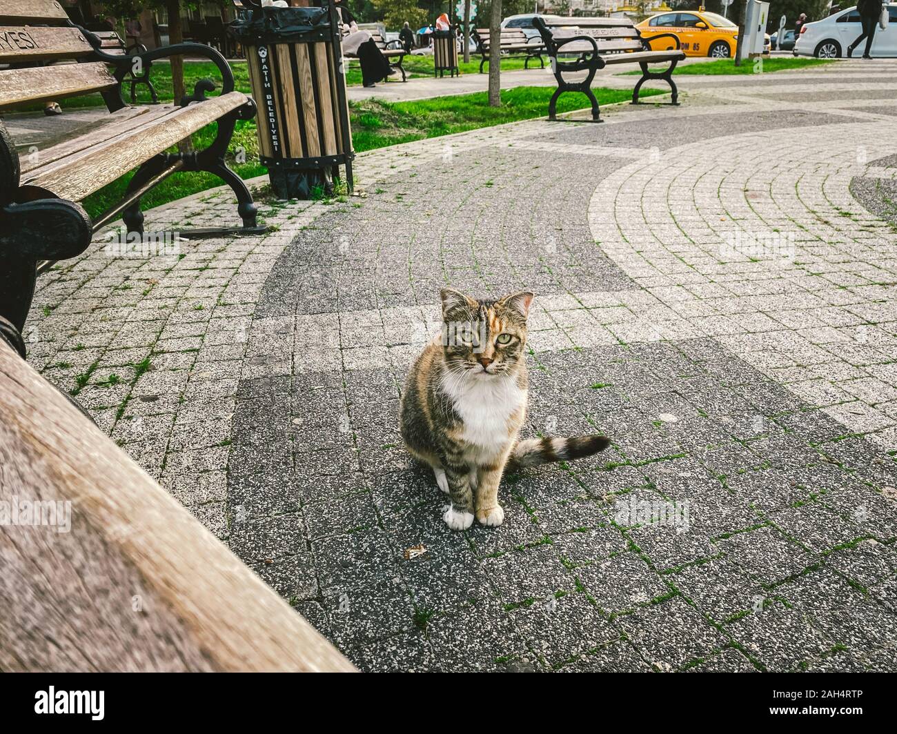 Cat in Istanbul, Turkey. Homeless Cute Cat. A street cat in Istanbul ...