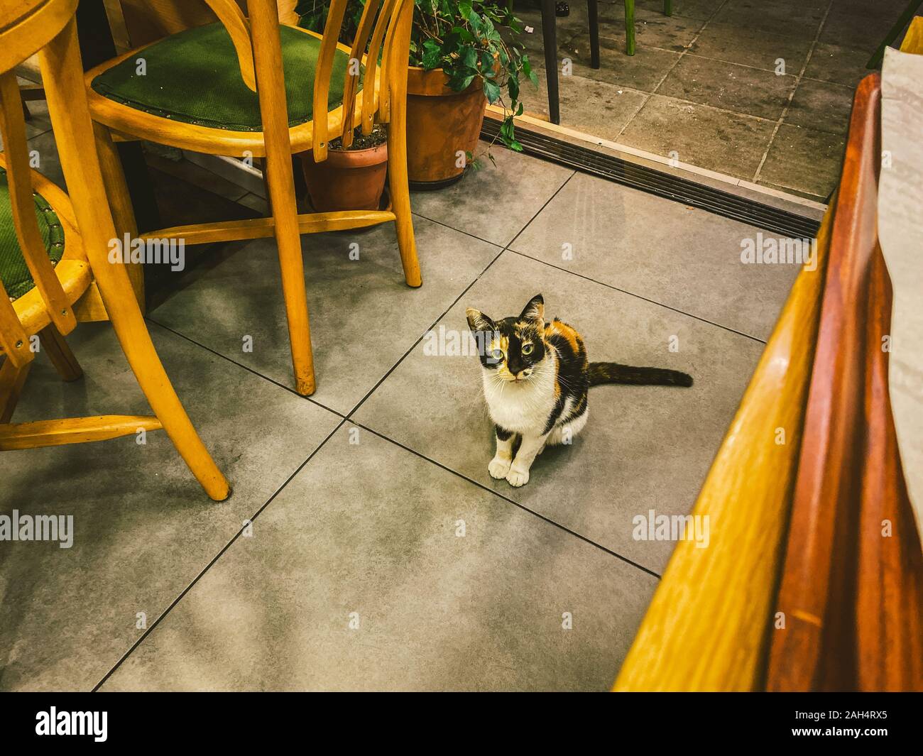 Istanbul cat cafe hi-res stock photography and images - Alamy