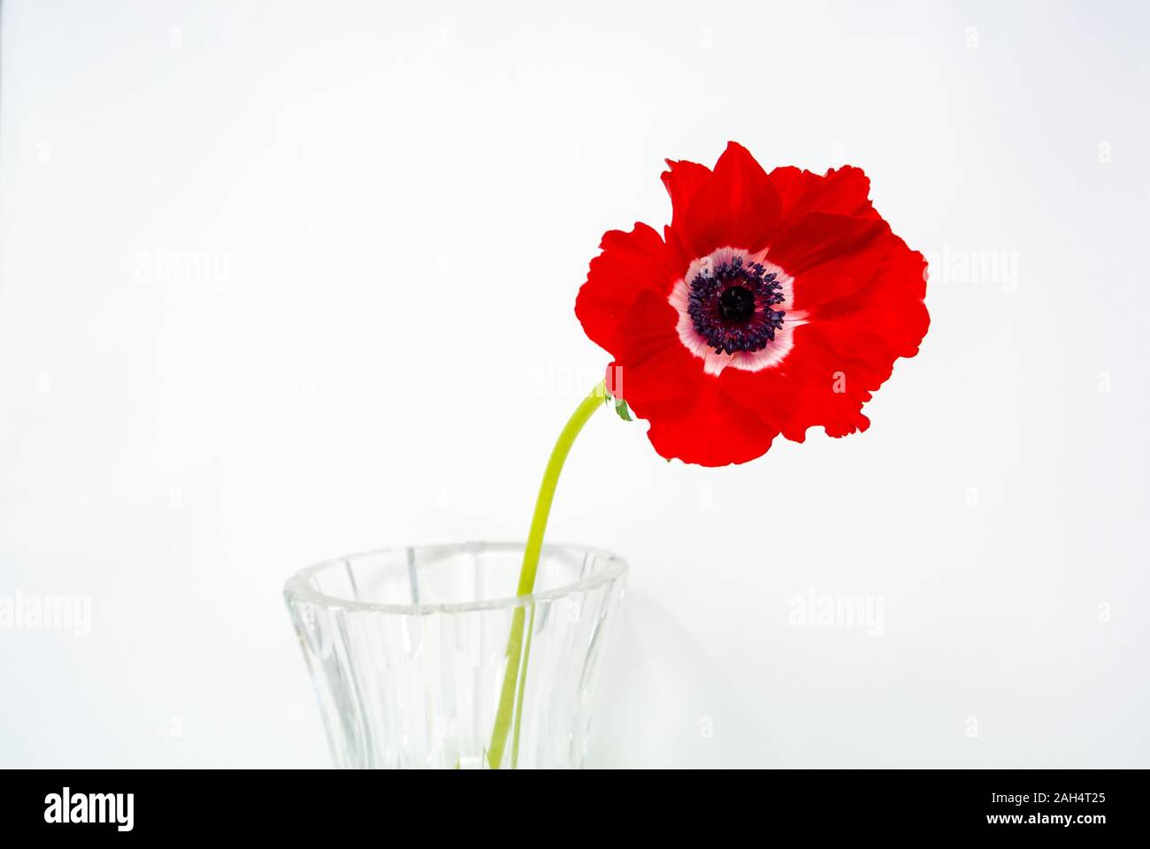 Poppy anemon hi-res stock photography and images - Alamy