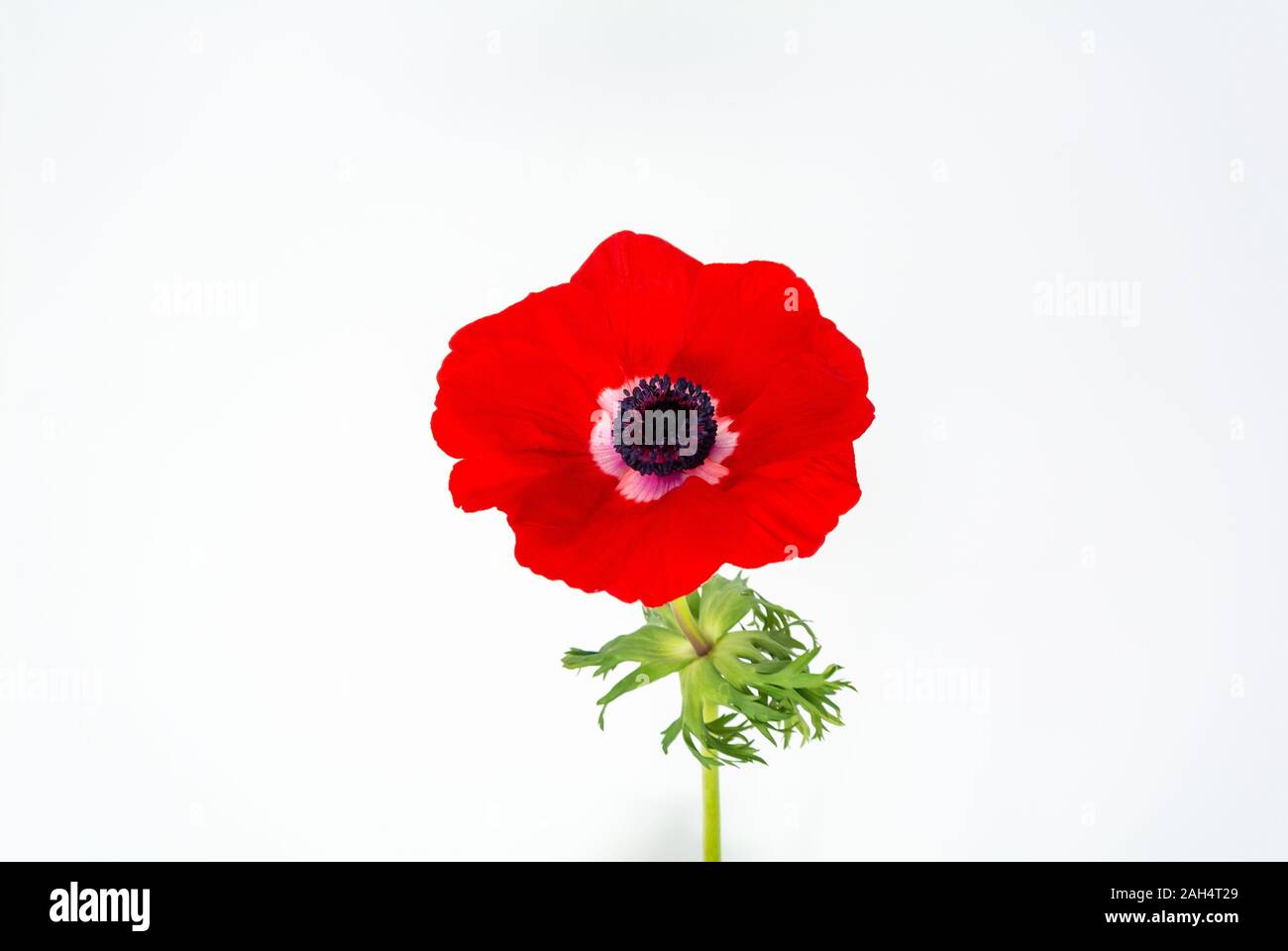 Poppy Anemon High Resolution Stock Photography and Images - Alamy