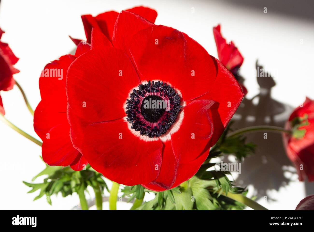 RED ANEMONE FLOWERS, anemone coronaria Stock Photo - Alamy