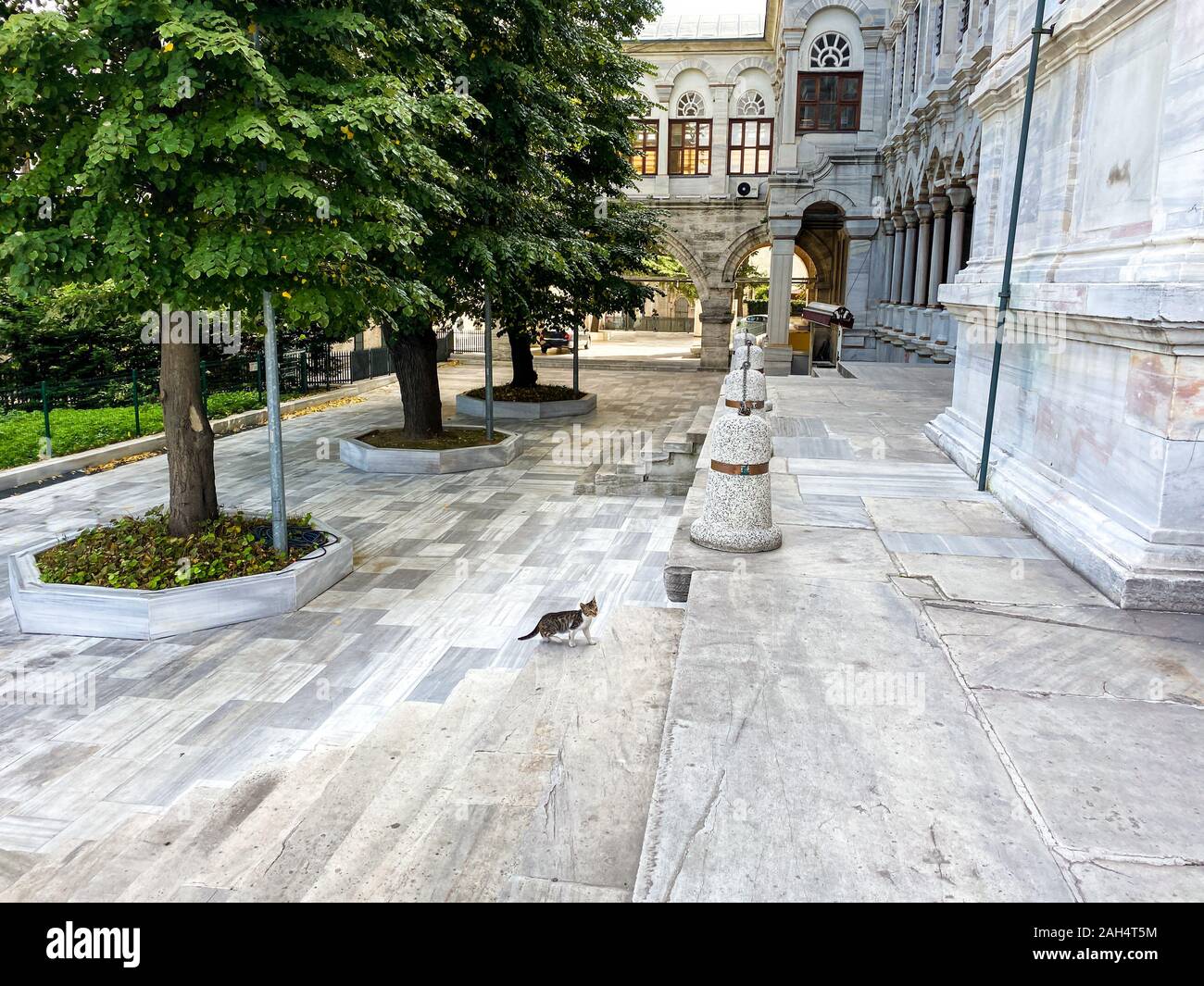 Cat in Istanbul, Turkey. Homeless Cute Cat. A street cat in Istanbul ...