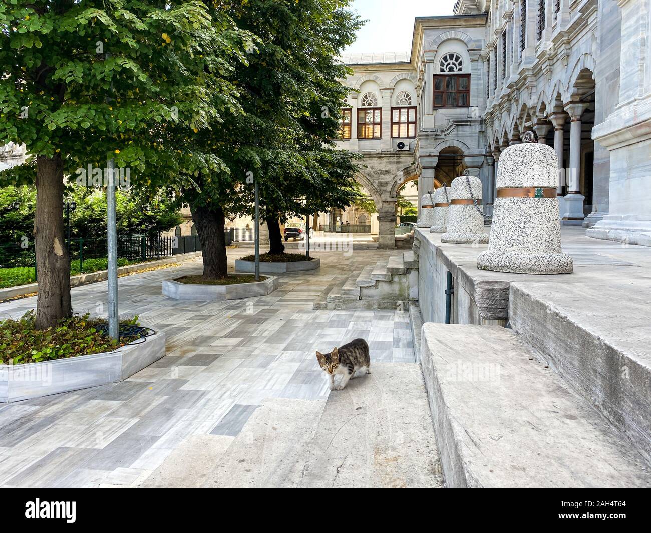 Cat in Istanbul, Turkey. Homeless Cute Cat. A street cat in Istanbul ...