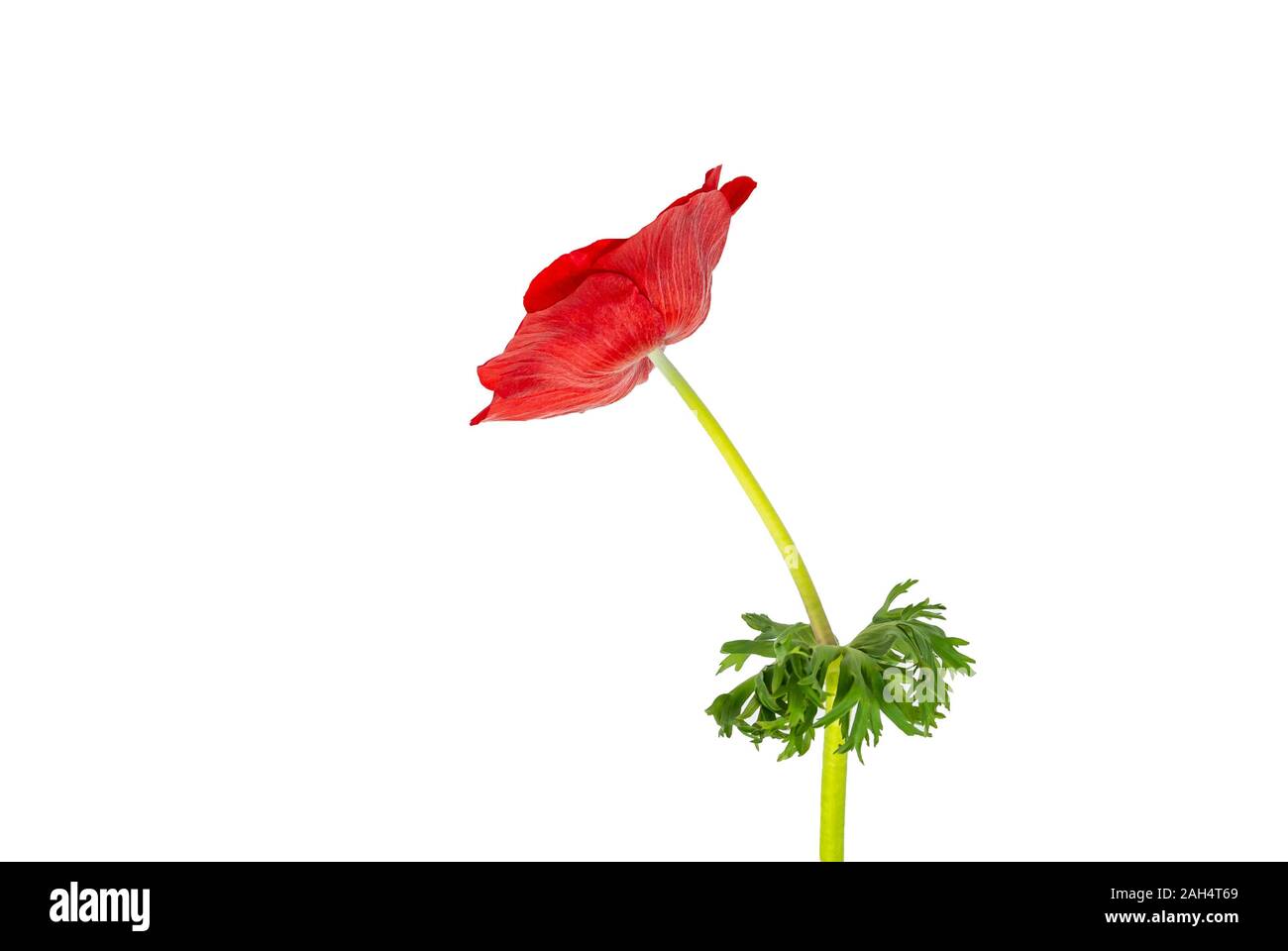 RED ANEMON FLOWERS, anemone coronaria Stock Photo - Alamy