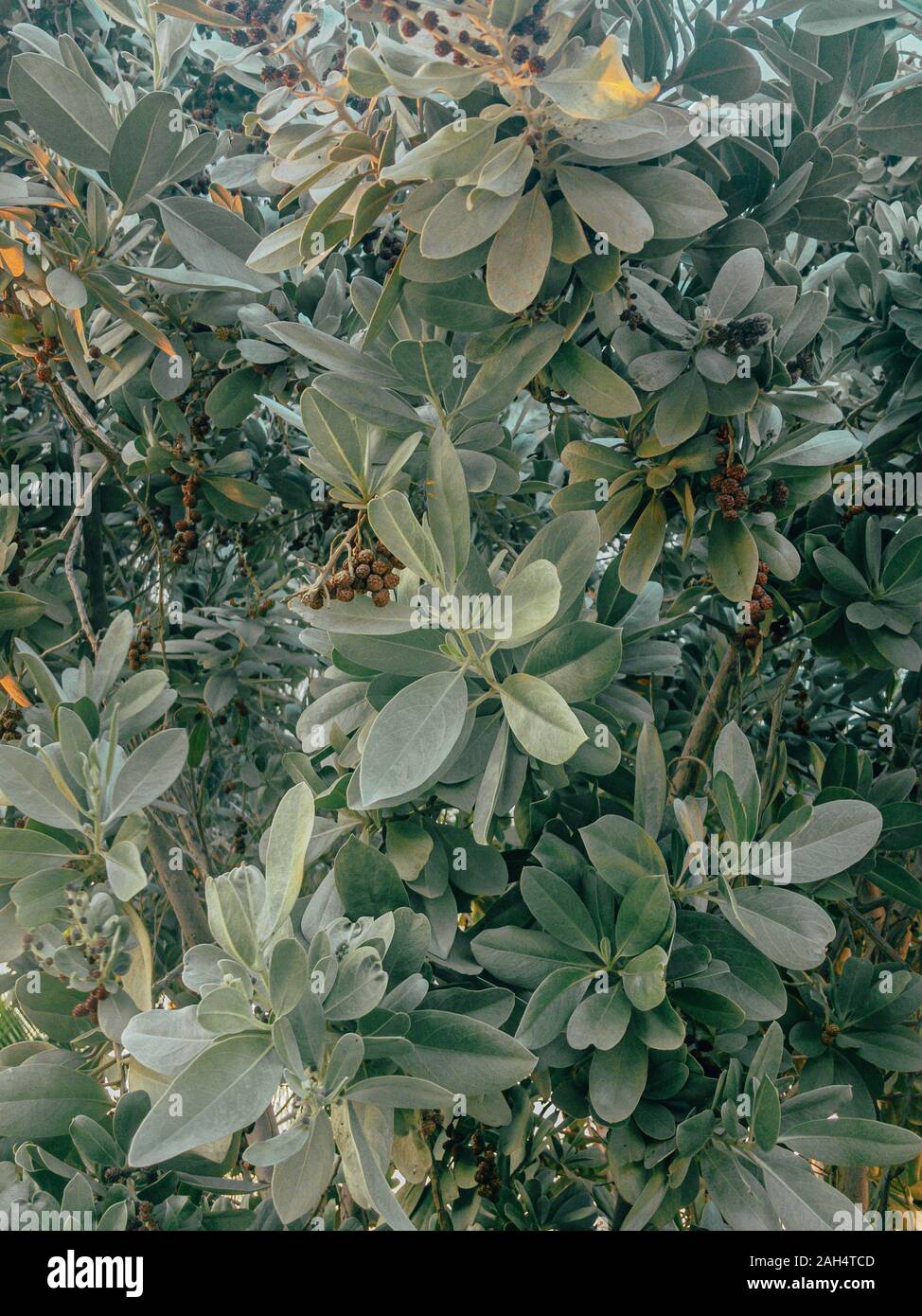 Exotic tree background Tropical tree with lush foliage Processing with ...