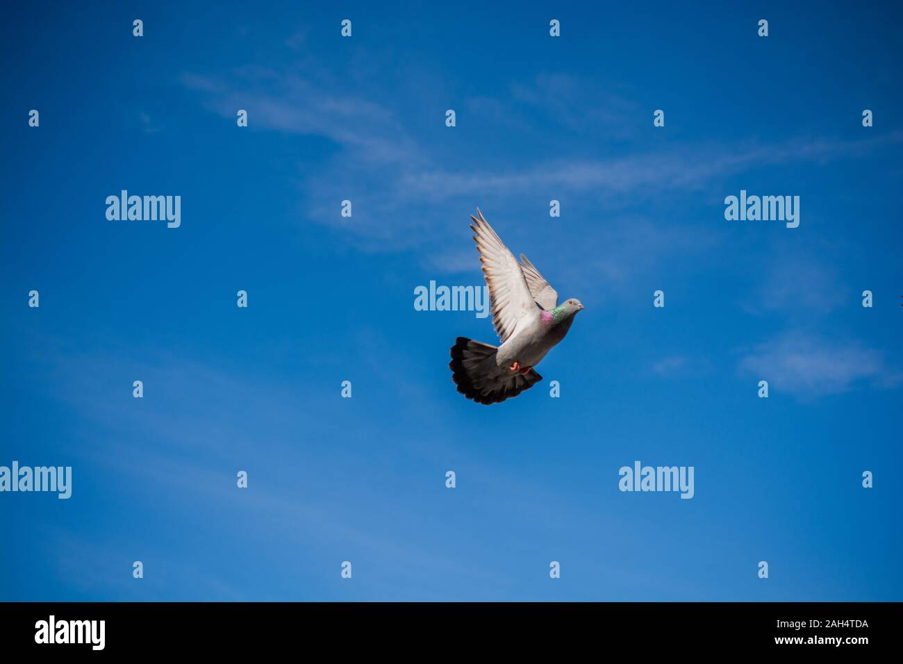 Single pigeon in the air with wings wide open Stock Photo - Alamy