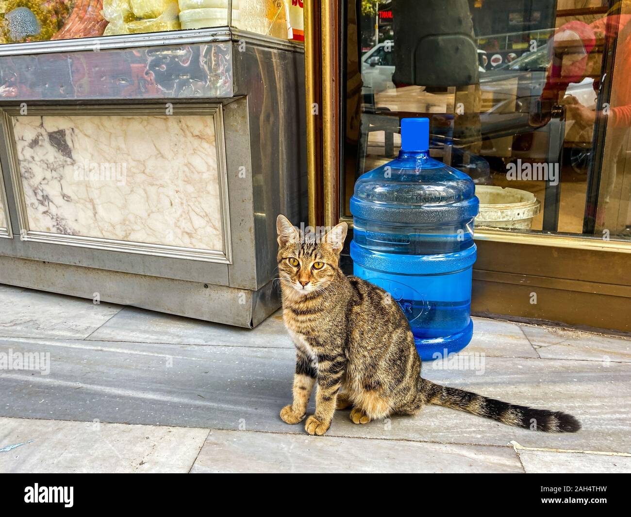 Cat in Istanbul, Turkey. Homeless Cute Cat. A street cat in Istanbul ...
