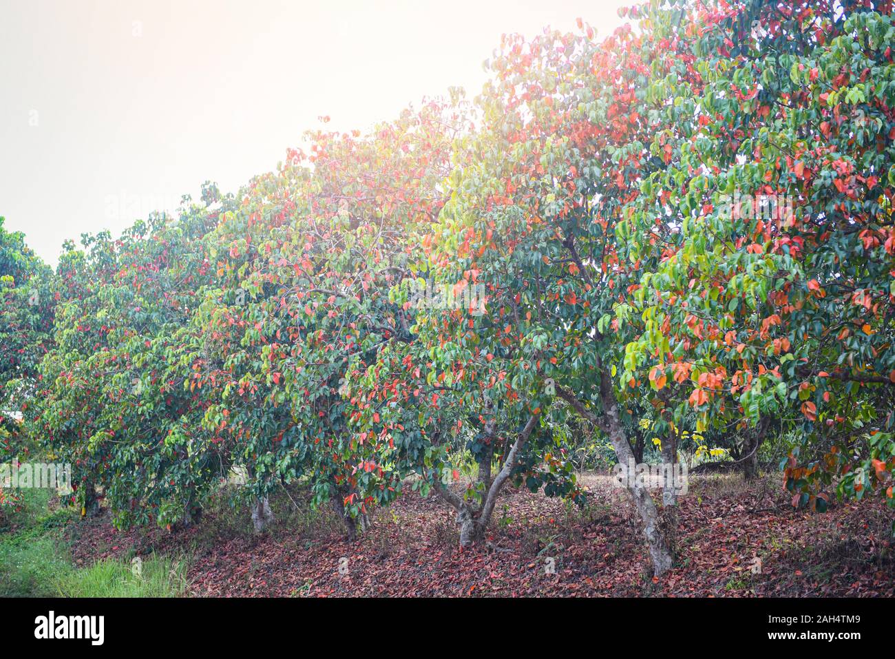 Santol tree hi-res stock photography and images - Alamy