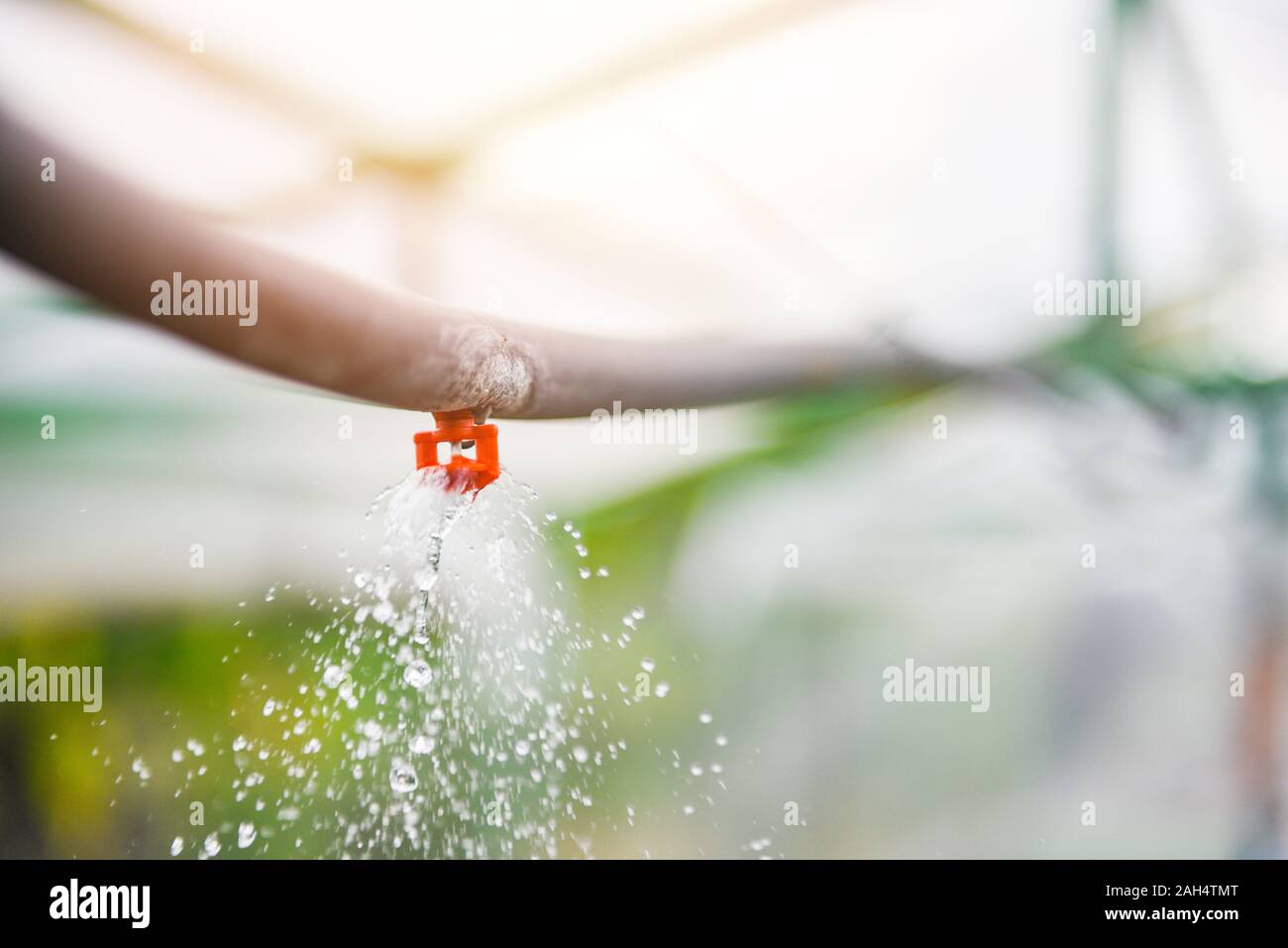 springer water in the garden farm vegetable green house Stock Photo - Alamy