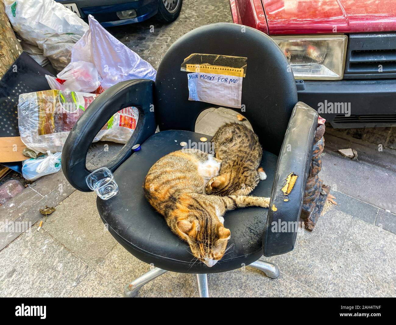 Money for homeless cats hi-res stock photography and images - Alamy