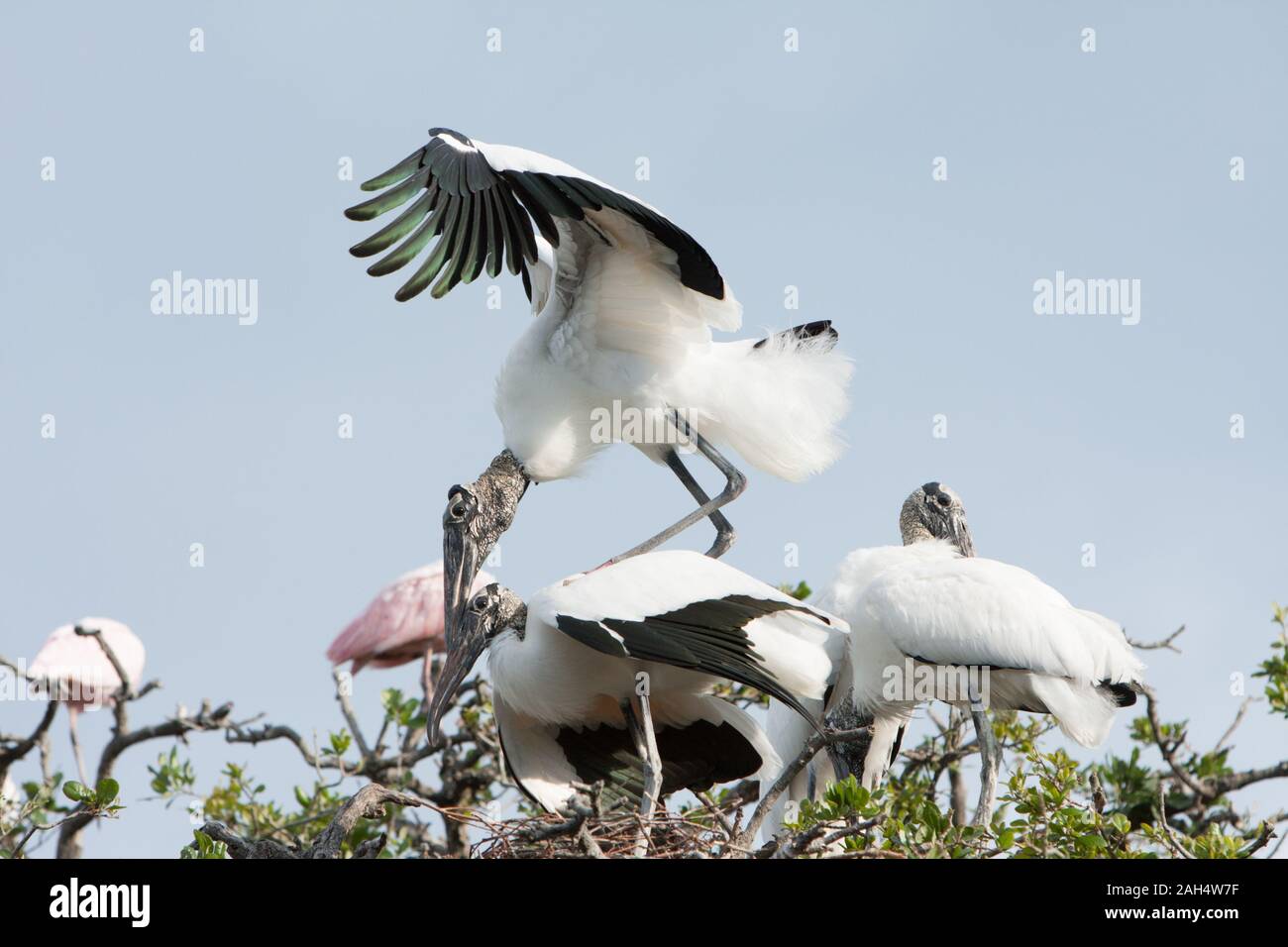 Two American Wood Storks mating in a Florida rookery Stock Photo - Alamy