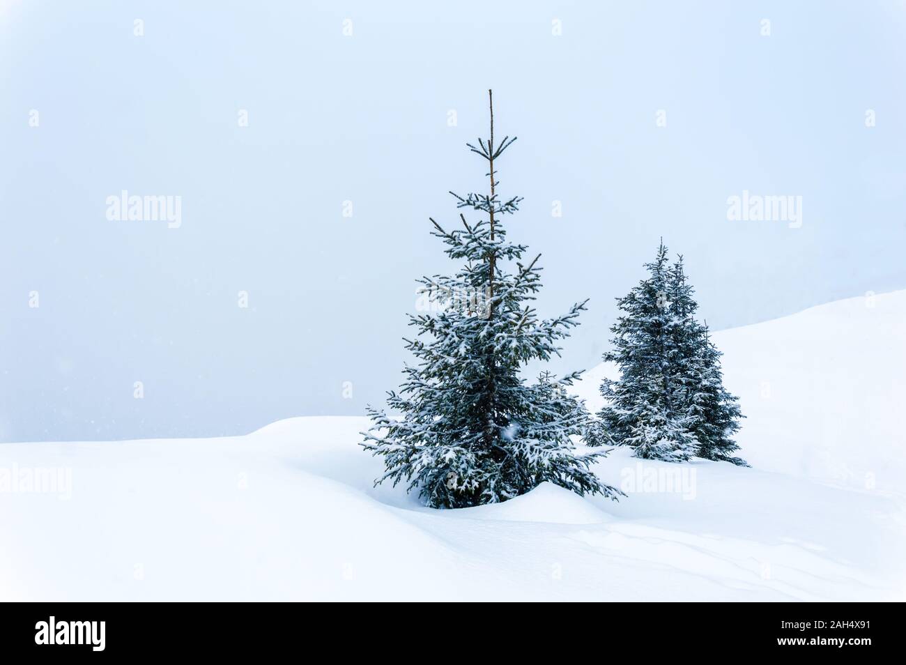Simple winter scene with snow and two snow-covered fir trees against ...
