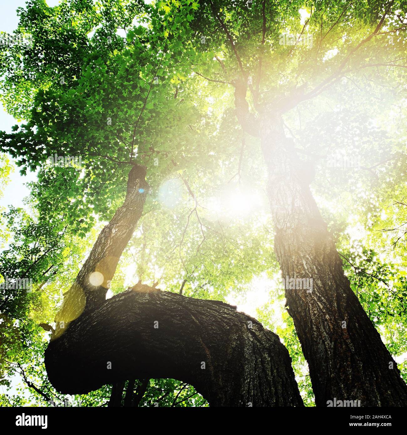 Looking up at trees with sunlight through the leaves in summer time ...