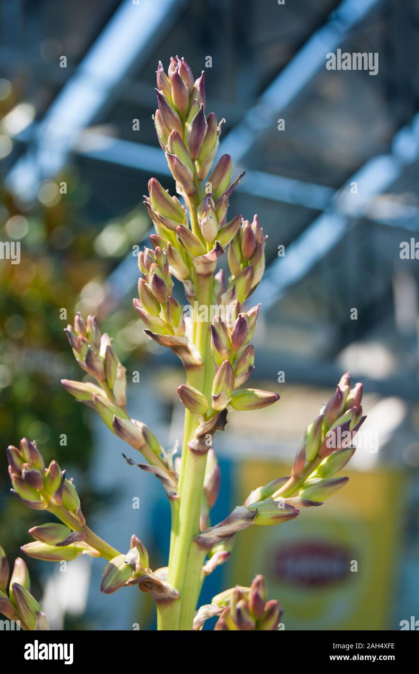 Agave tree hi-res stock photography and images - Alamy