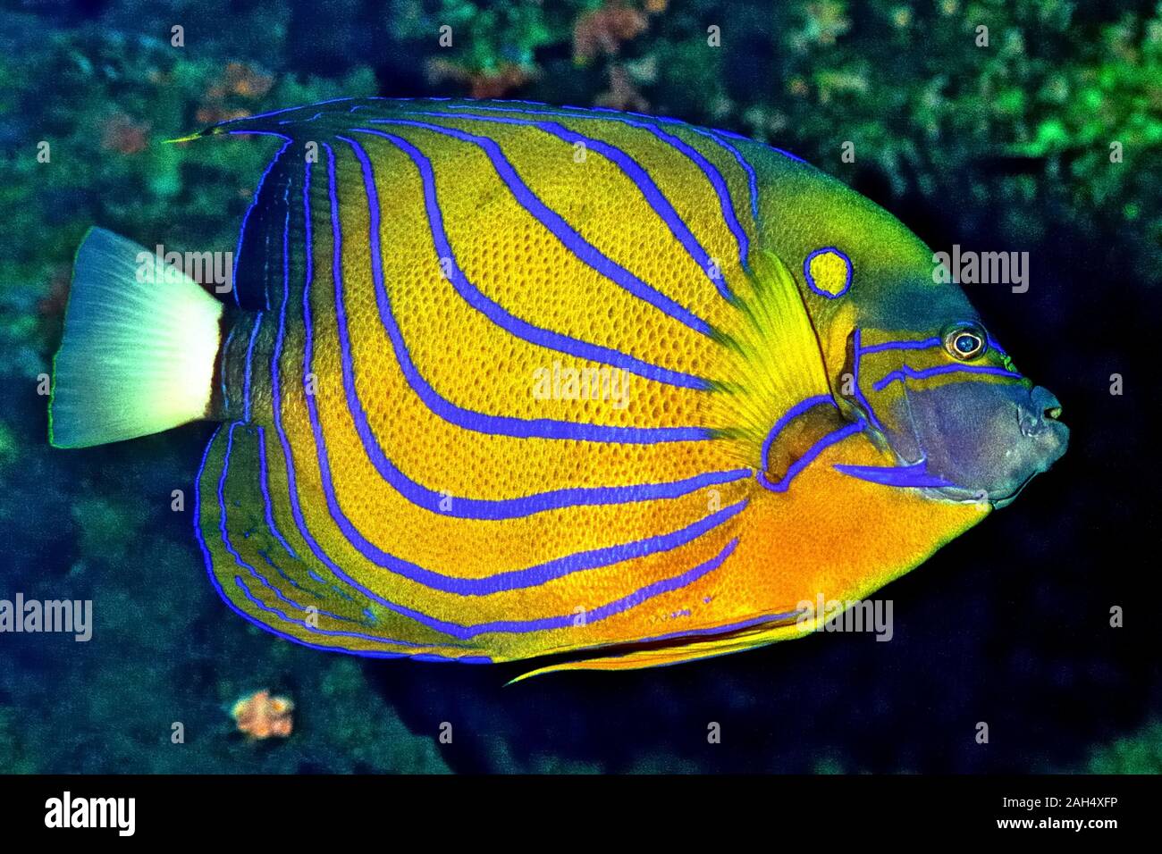 King Angelfish High Resolution Stock Photography and Images - Alamy
