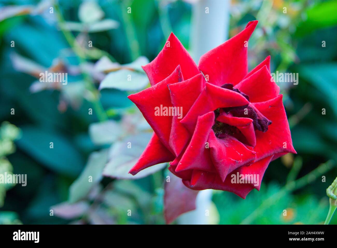 Red rose with sharp corner petals on a blurry background of green grass ...