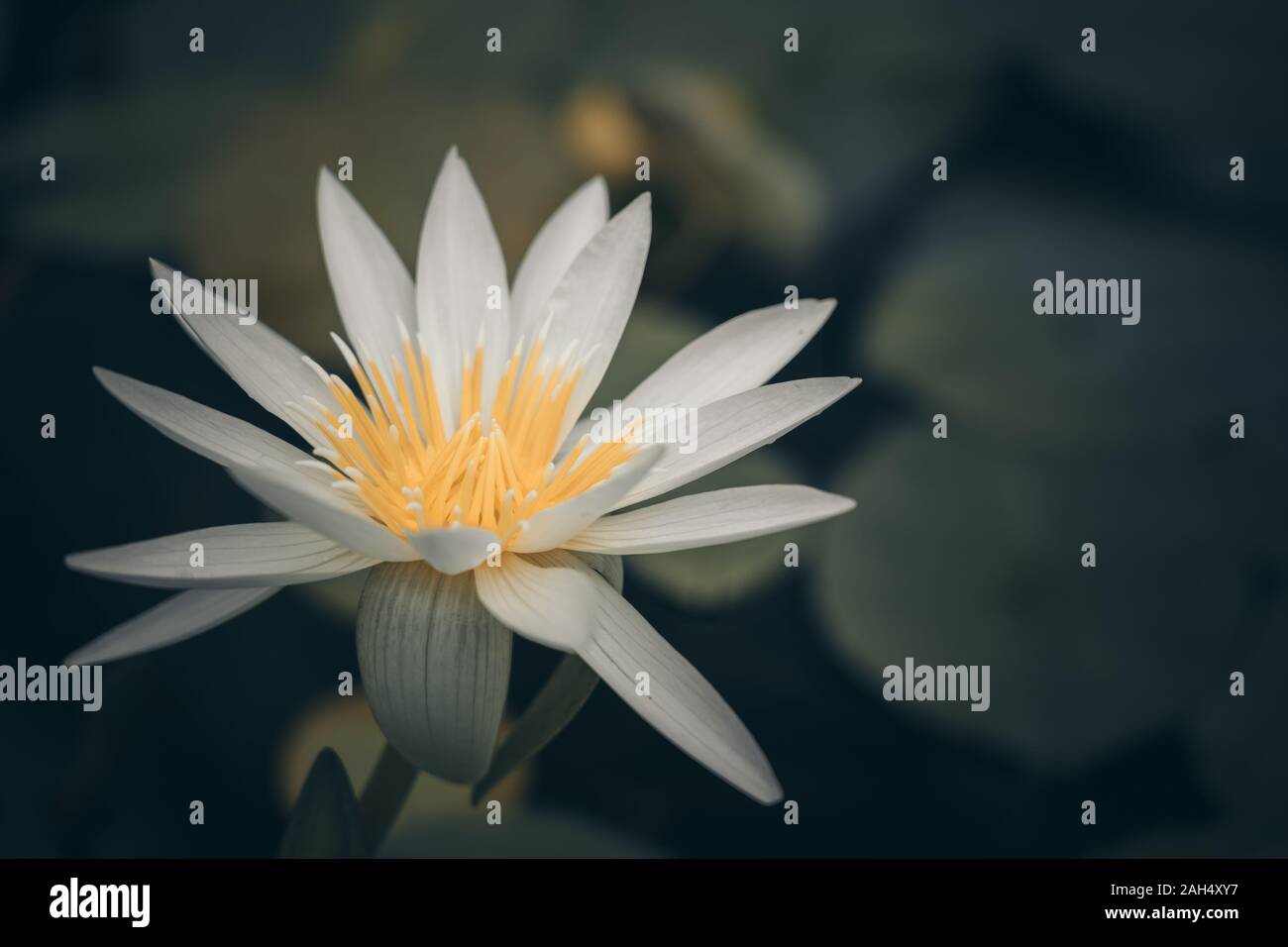Vivid water lily blooms in garden pond; waterlily close up Stock Photo ...