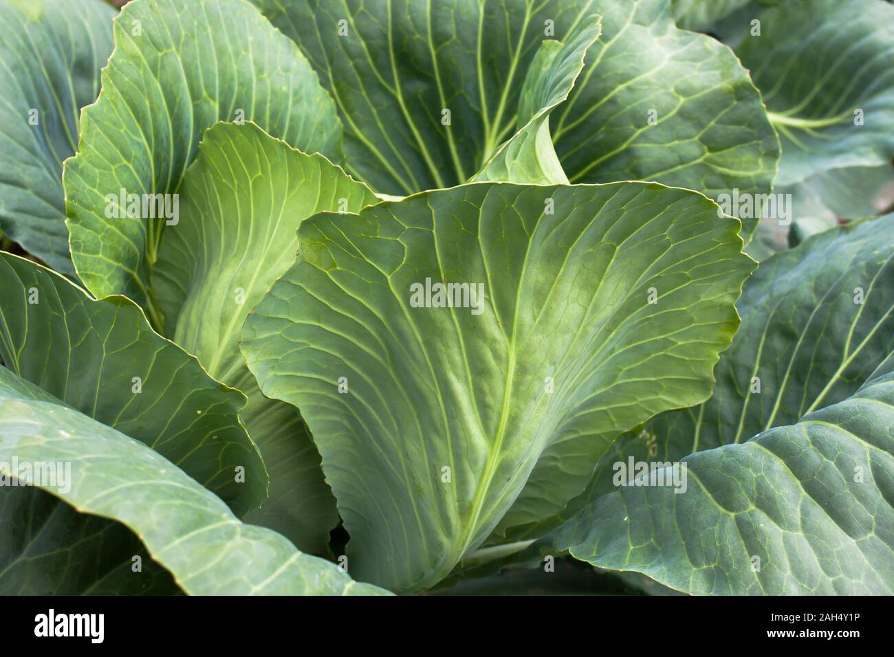 Cabbage garden hi-res stock photography and images - Alamy