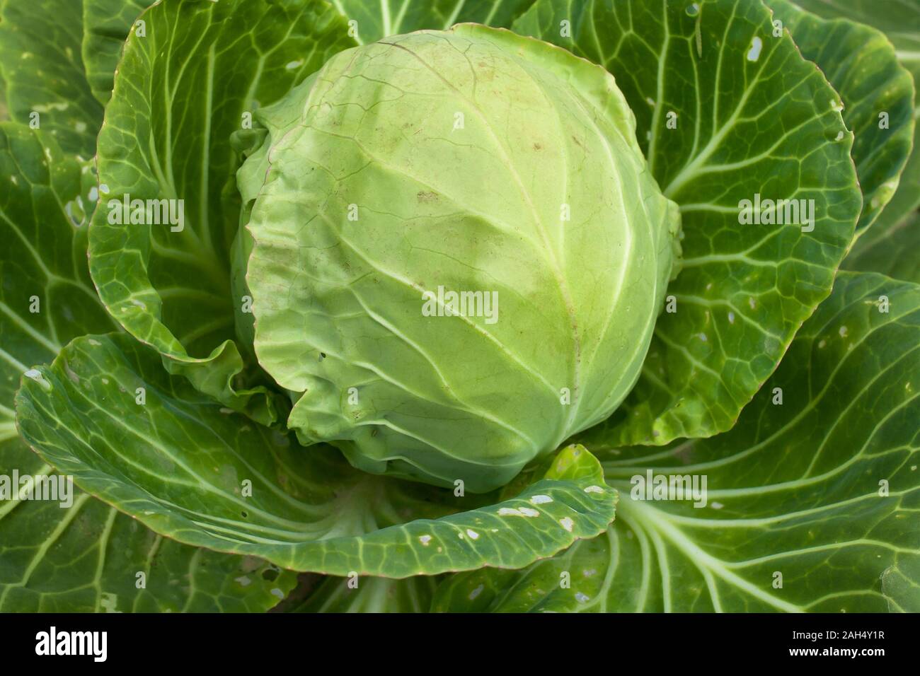 head of cabbage growing in the vegetable garden, closeup Stock Photo ...