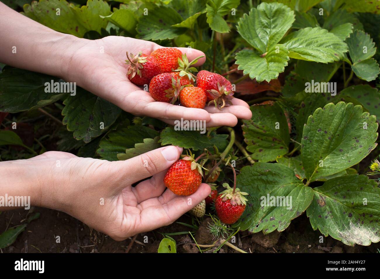 Hand gathering hi-res stock photography and images - Alamy