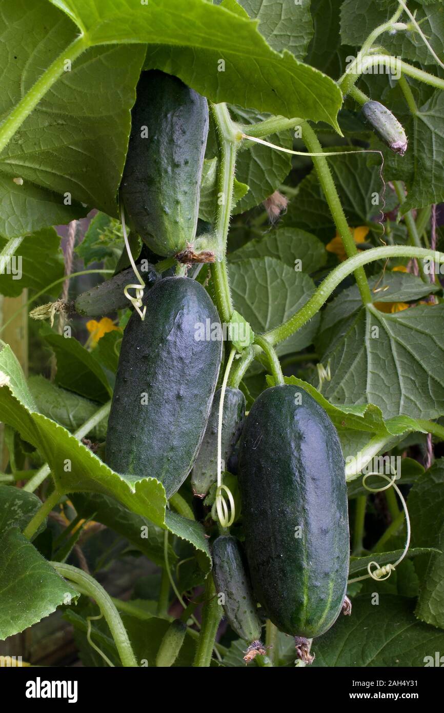 Cucumber garden plant hi-res stock photography and images - Alamy