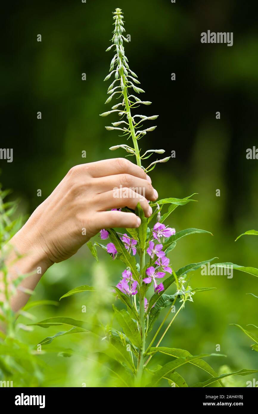 Woman gather flowers hi-res stock photography and images - Alamy